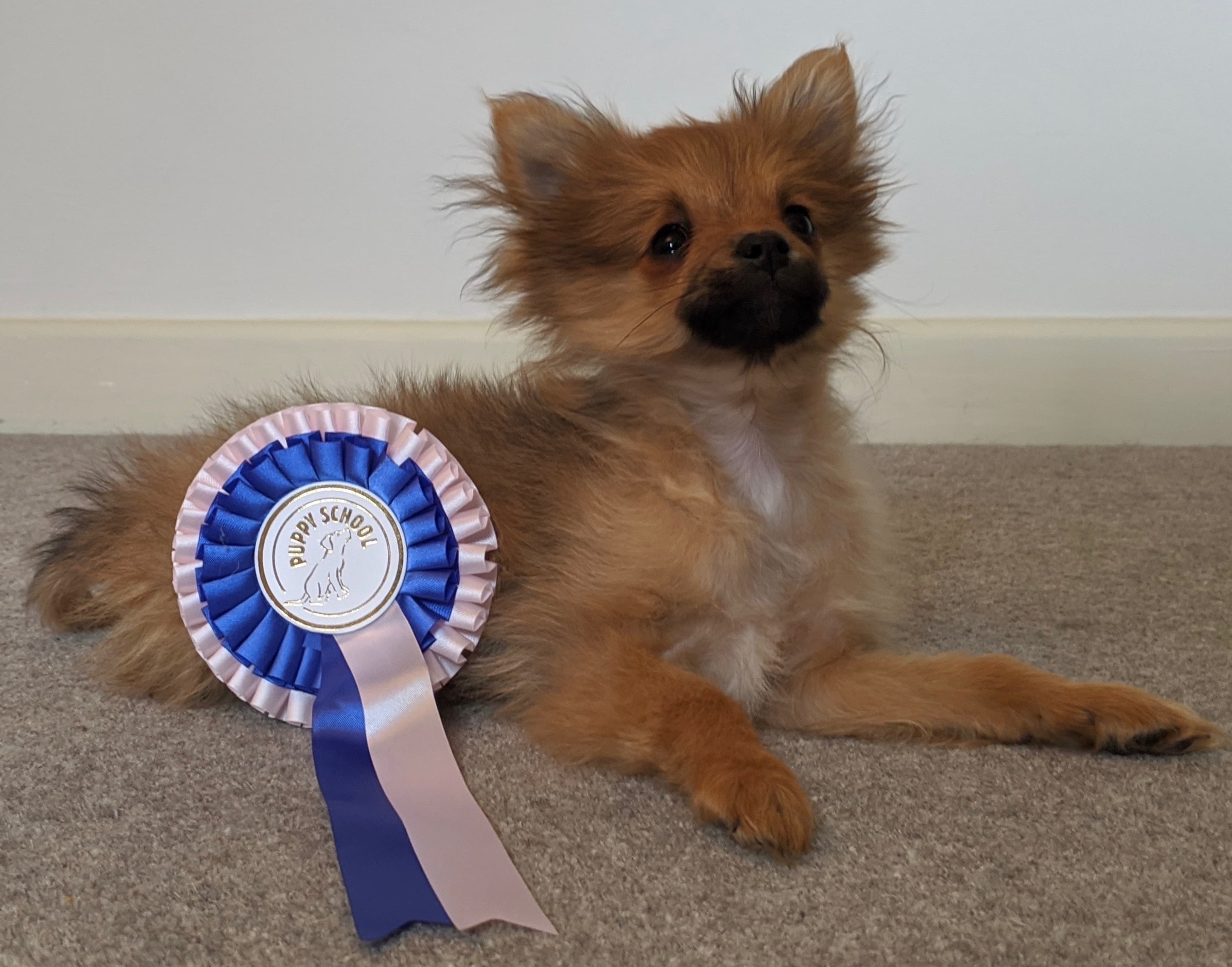 Puppy Classes